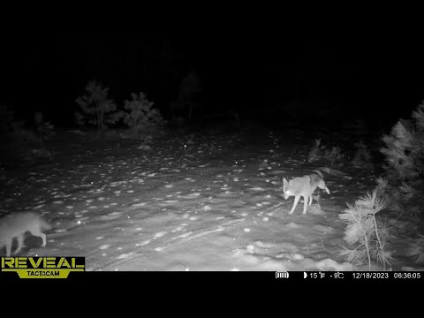 Coyotes And A Red Fox At Night | Cellular Trail Camera Video - YouTube
