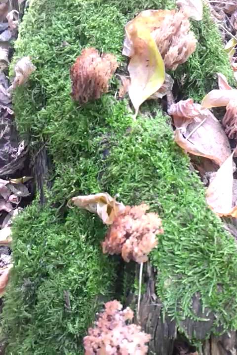 Goat beard mushroom - YouTube