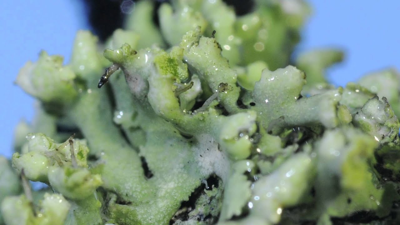 Lichens time lapse - YouTube