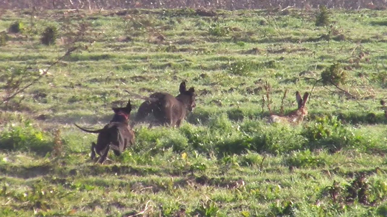 Cacería De Liebre Con galgos! Galgo vs Liebre y conejos | Temporada ...