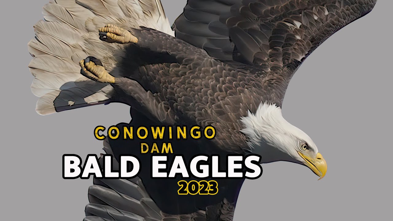 Conowingo Dam Bald Eagles 2023 - YouTube