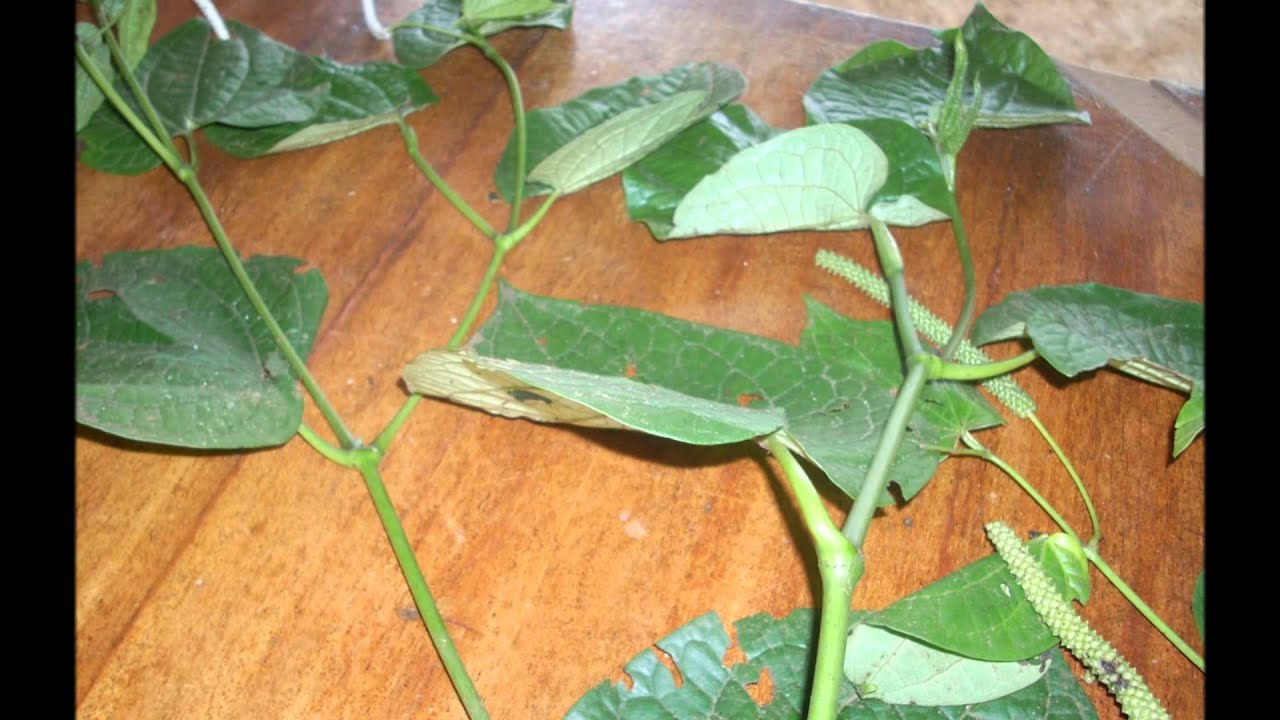 East African Piper Capense - YouTube