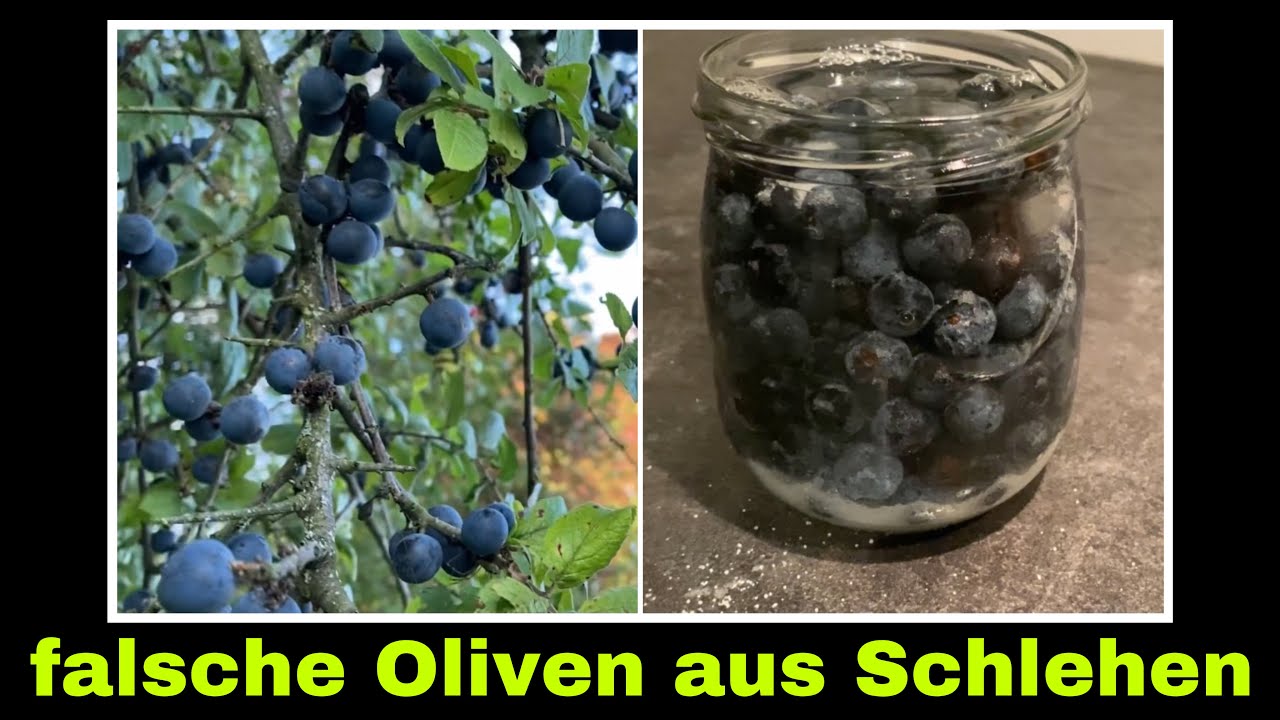 Was Kann Man Mit Schlehen Machen