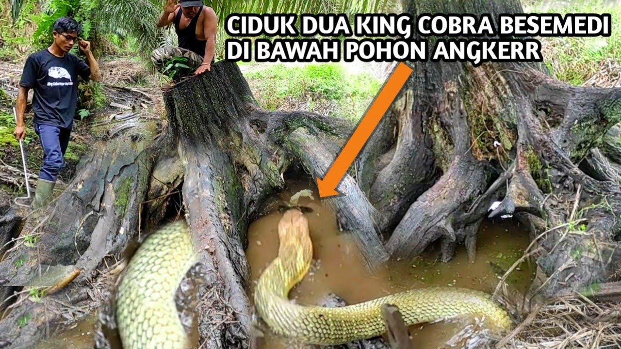 PENANGKAPAN DUA SOSOK ULAR KING COBRA MONSTER GOLDEN KALIMANTAN | ULAR ...