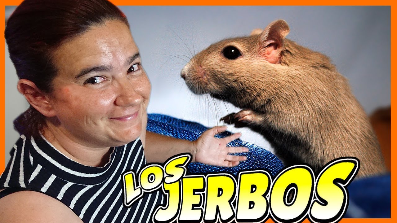 Cuidado y Alimentación de los Jerbos 🐹 - YouTube