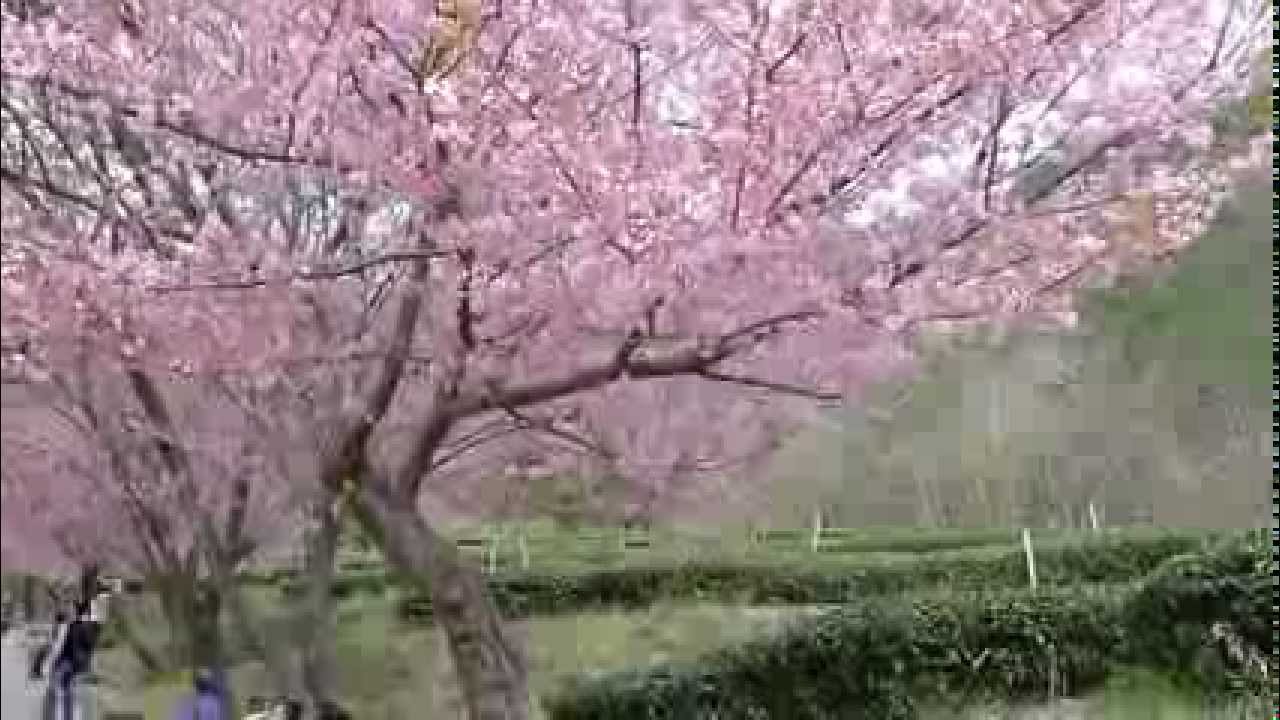 Sakura Rain - YouTube