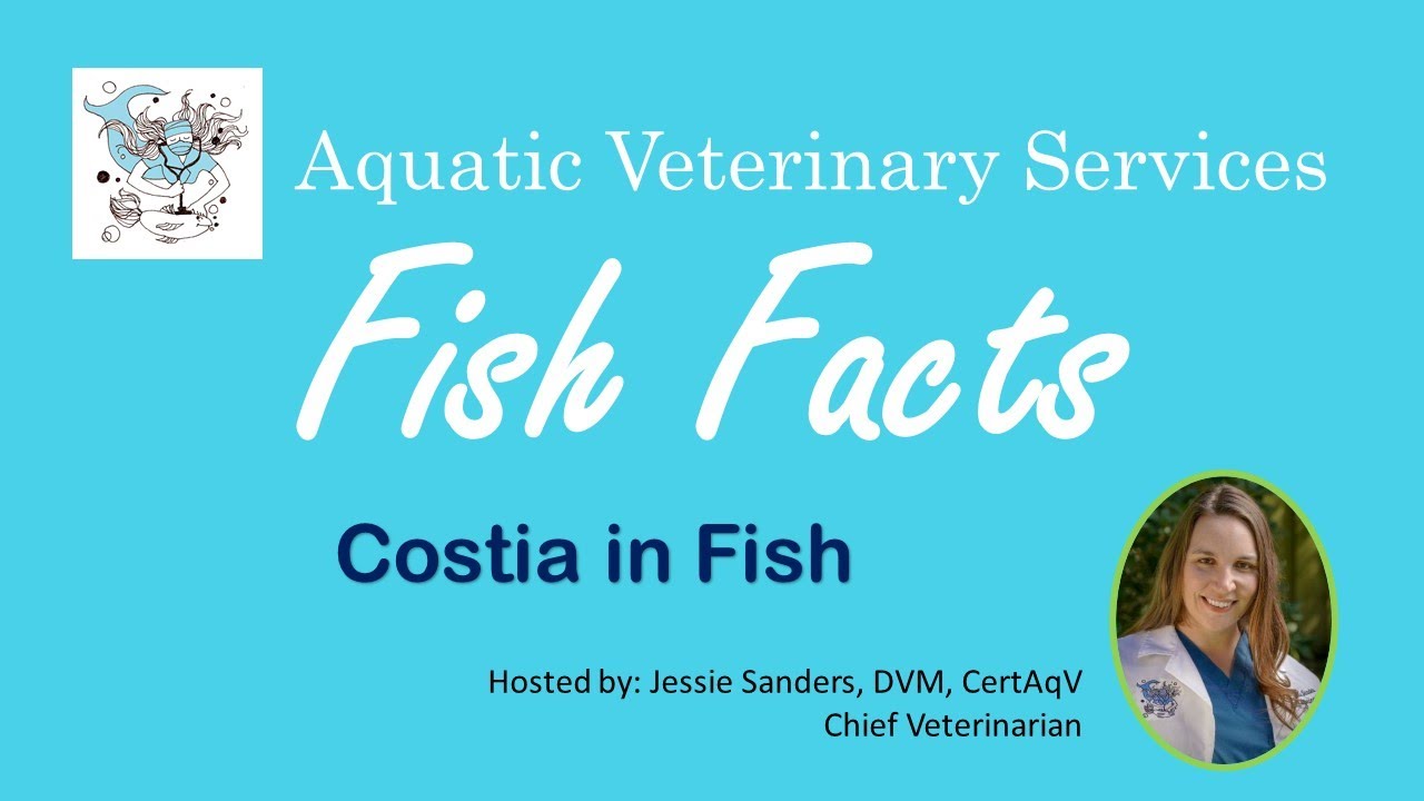 Costia in Fish - YouTube