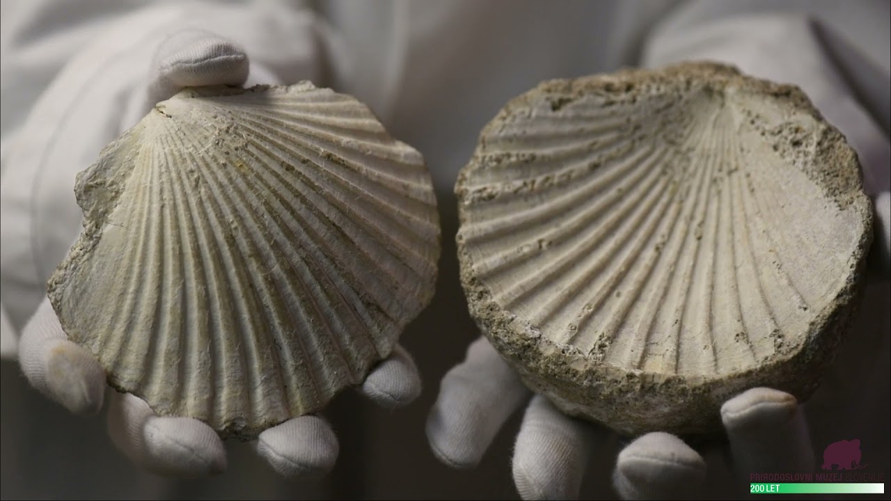 Fosili v Prirodoslovnem muzeju Slovenije - YouTube