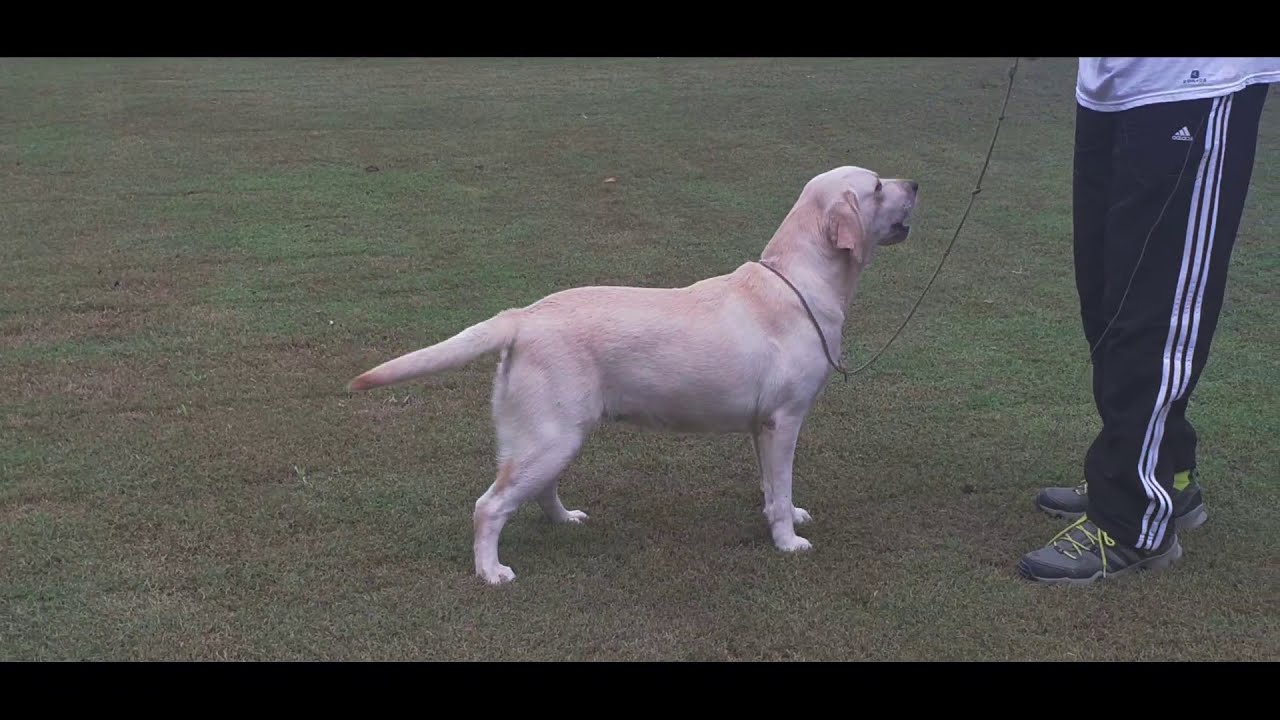 WORLD CHAMPION LABRADOR || INDIA BEST LABRADOR || MAHINDRA'S KENNEL ...