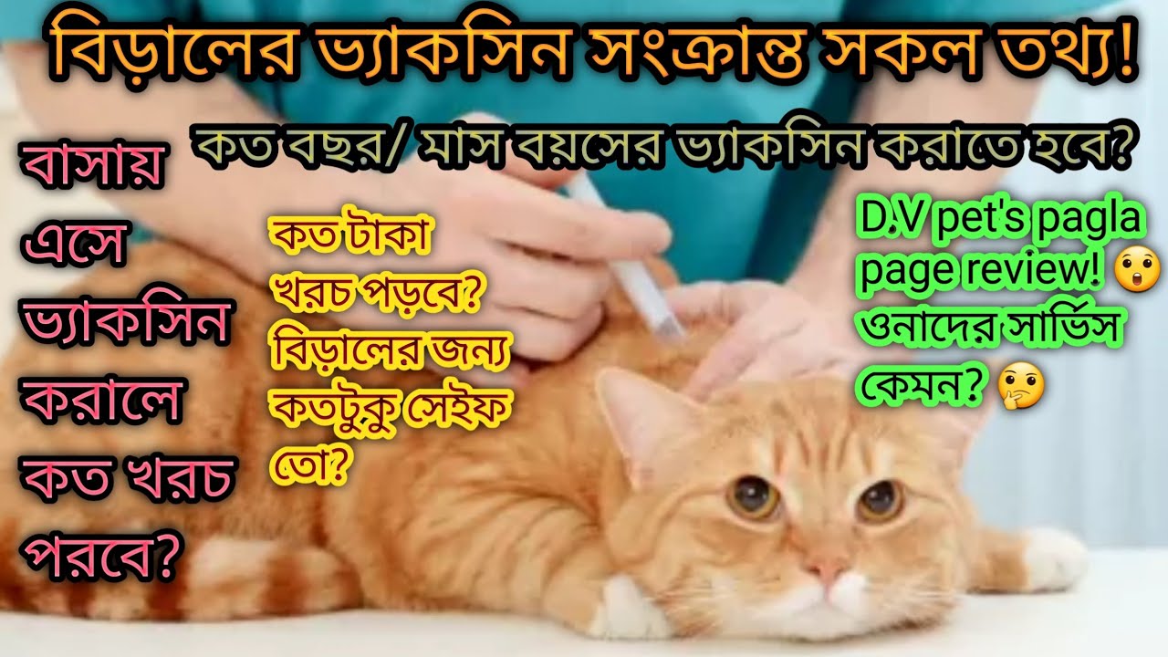 Cat vaccination vedio with details 😊..News for ctg pet lovers...# ...