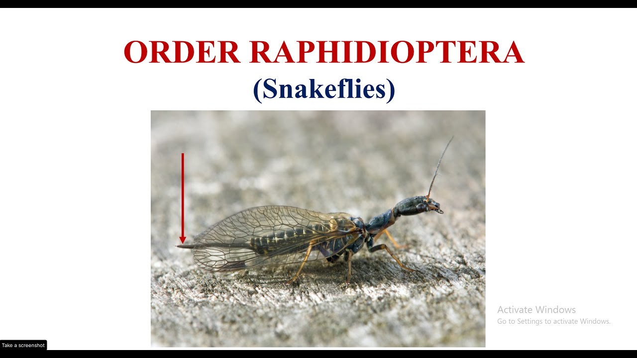 Order Raphidioptera - YouTube