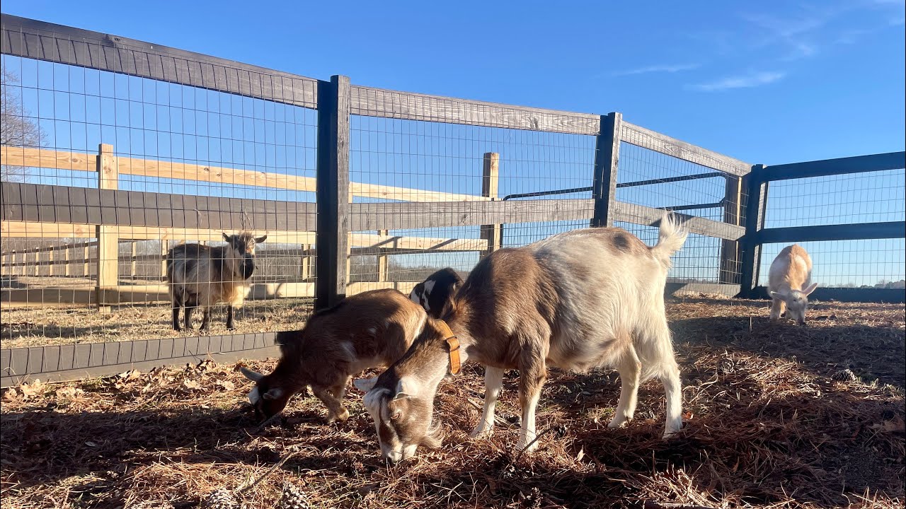 Goats in heat - how can I tell if my doe is ready to breed? - YouTube