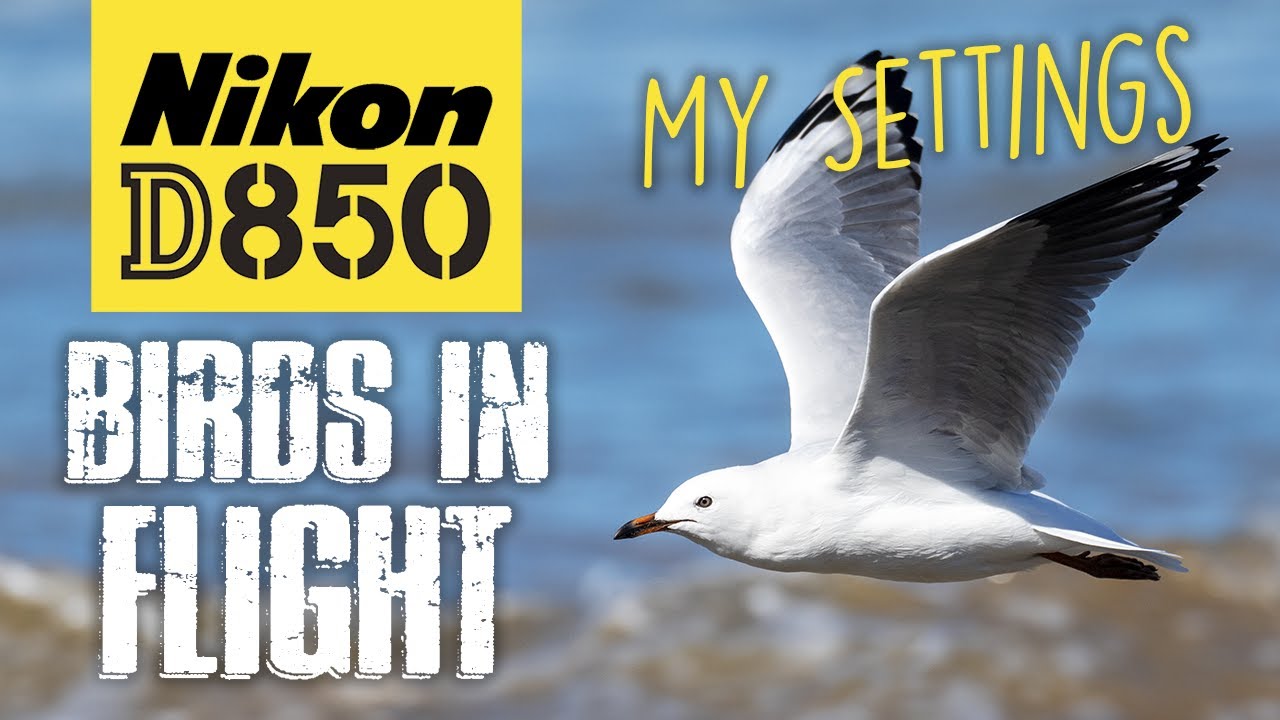 Nikon D850 | How I Photograph Birds In Flight | My Settings - YouTube