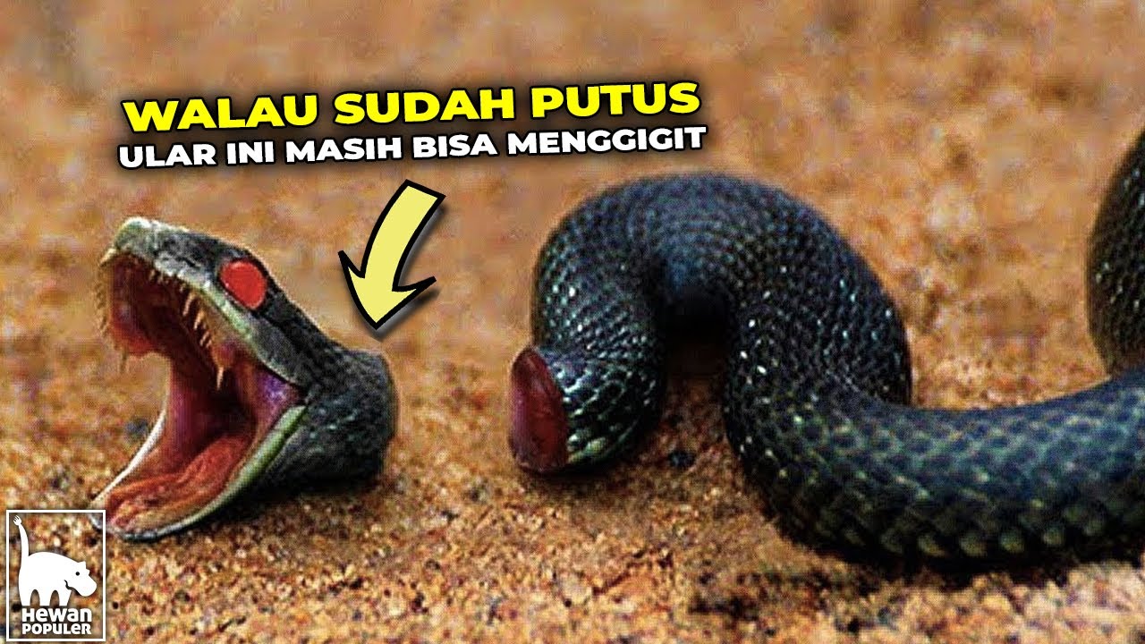 HATI-HATI!! Hewan ini Tetap Hidup Meski Kehilangan Anggota Badannya ...