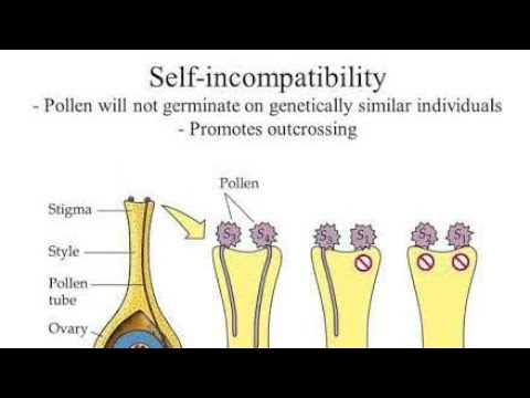 Self Incompatibility , Gametophytic & Sporophytic system - YouTube