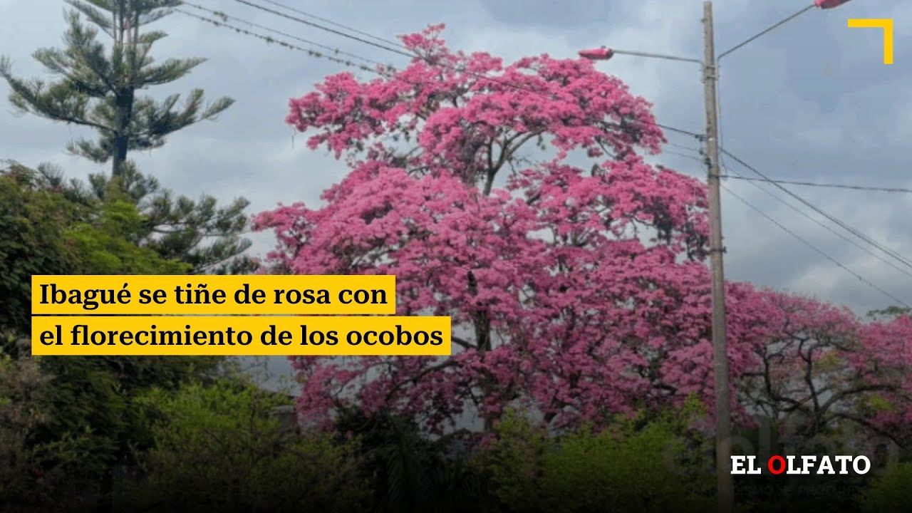 Ibagué se tiñe de rosa con el florecimiento de los ocobos - YouTube