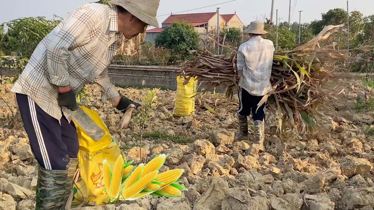 Farm Life 🌾 🌾 Clearing Corn Fields, Spraying Pesticides & Preparing for ...