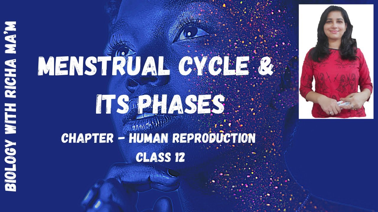 PHASES OF MENSTRUAL CYCLE || HORMONAL CONTROL || NCERT || HUMAN ...