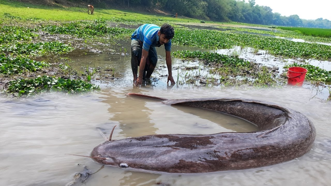 Unbelievable Fishing By Hand || Traditional Boy Catching Catfish By ...