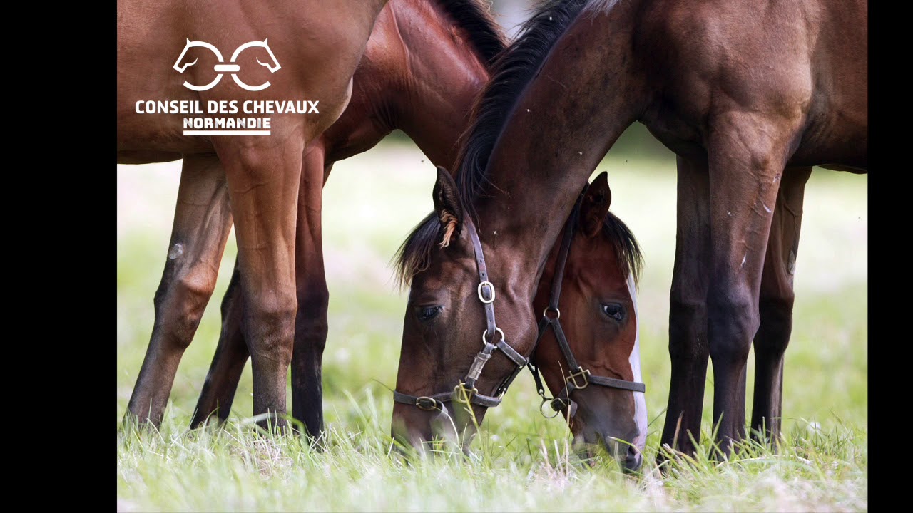 Le Conseil des Chevaux de Normandie au Normandie Horse Show - YouTube