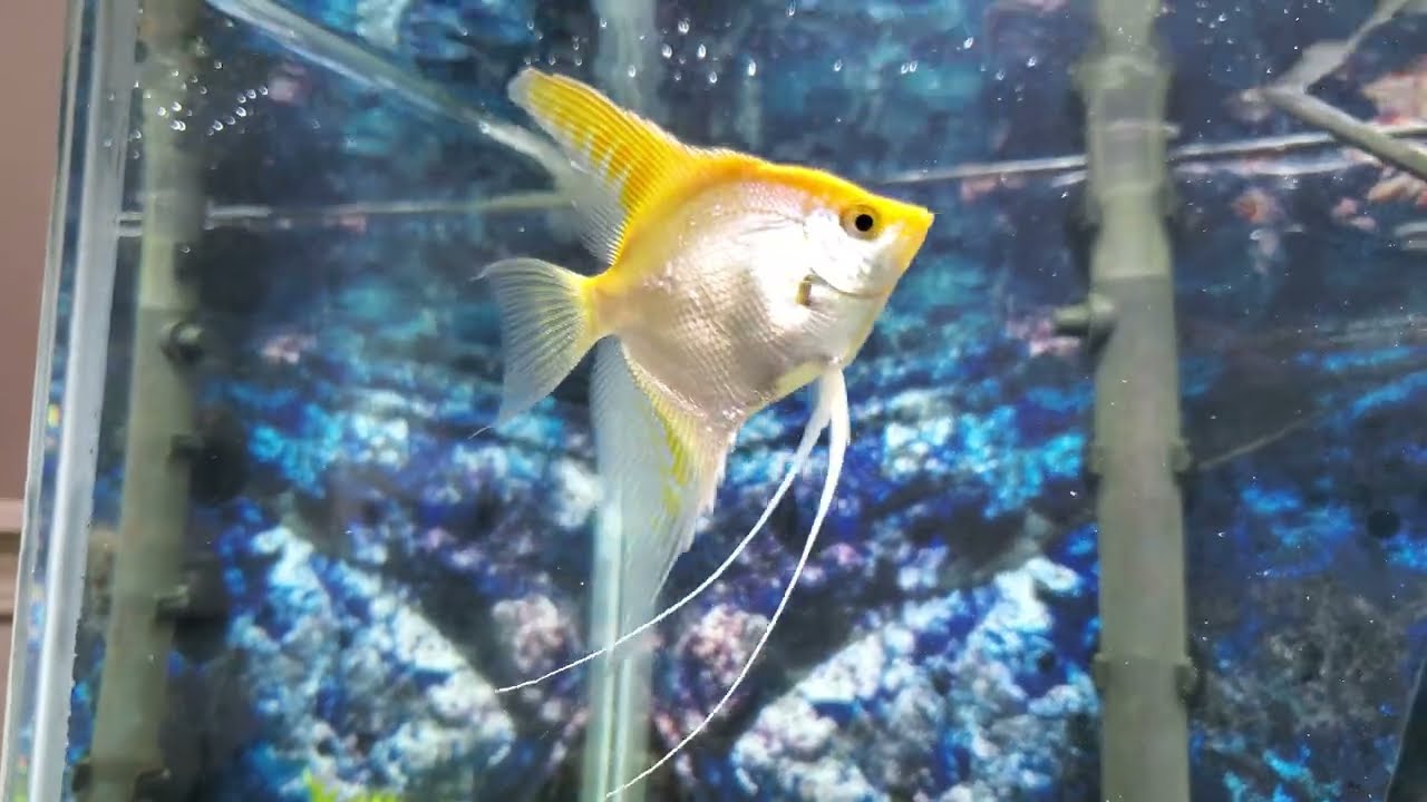 Showcasing the Gold Angelfish (Gold Veil Angelfish, Gold Veil Angel ...