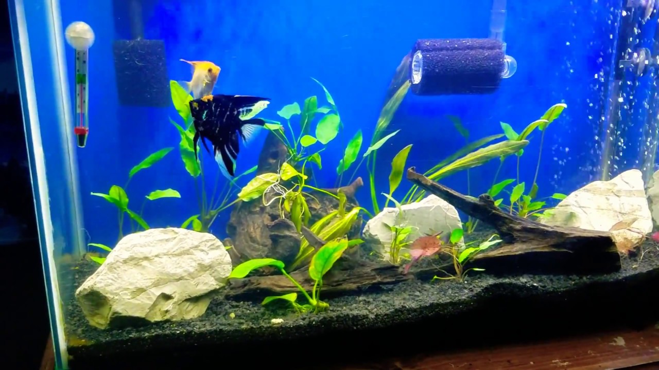 29 gallon planted tank | Angelfish Pair | Panda Corydoras - YouTube