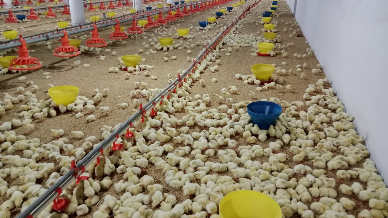 Broiler control chicken poultry farm | Broiler protein farming | How to ...