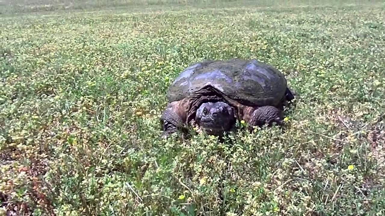 Big Mean Snapping Turtle - YouTube