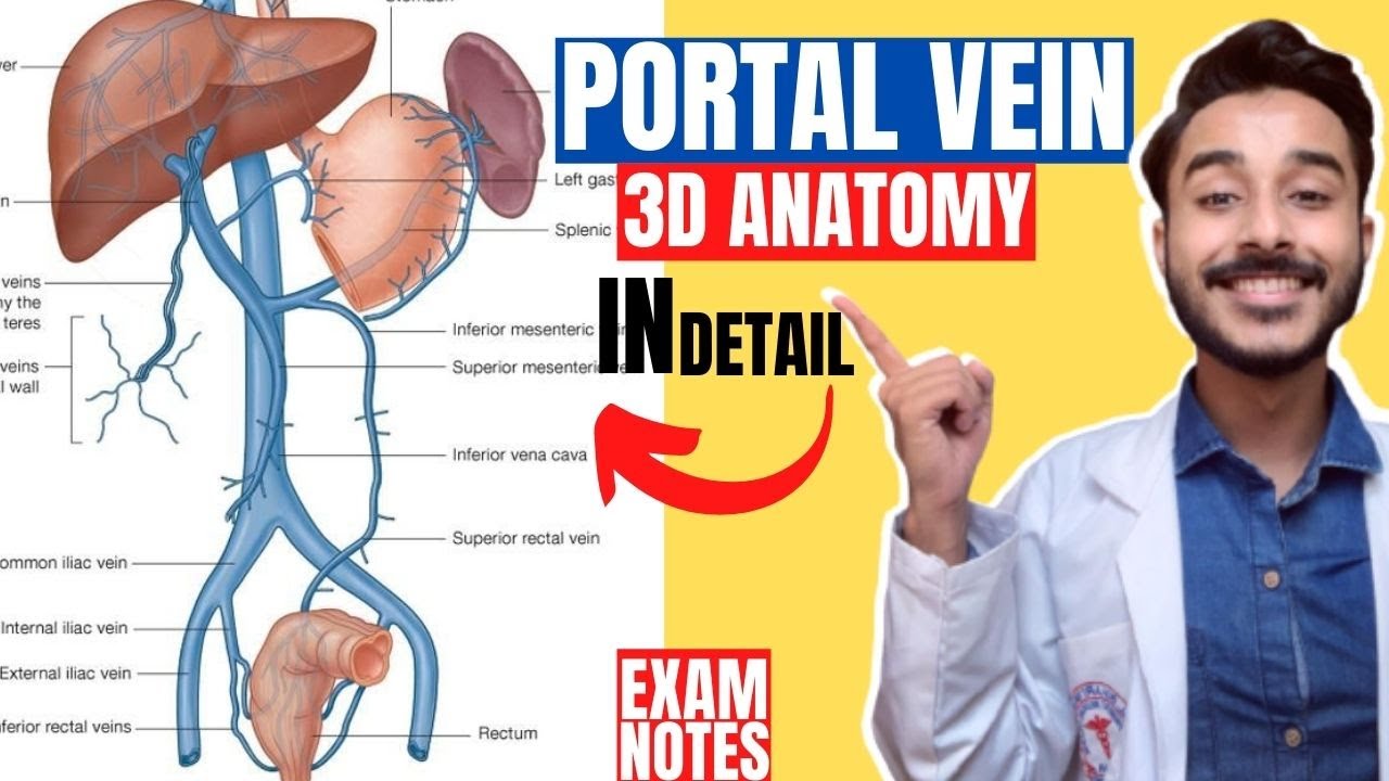 Mesenteric Vein Anatomy Superior Mesenteric Vein Pocket Anatomy