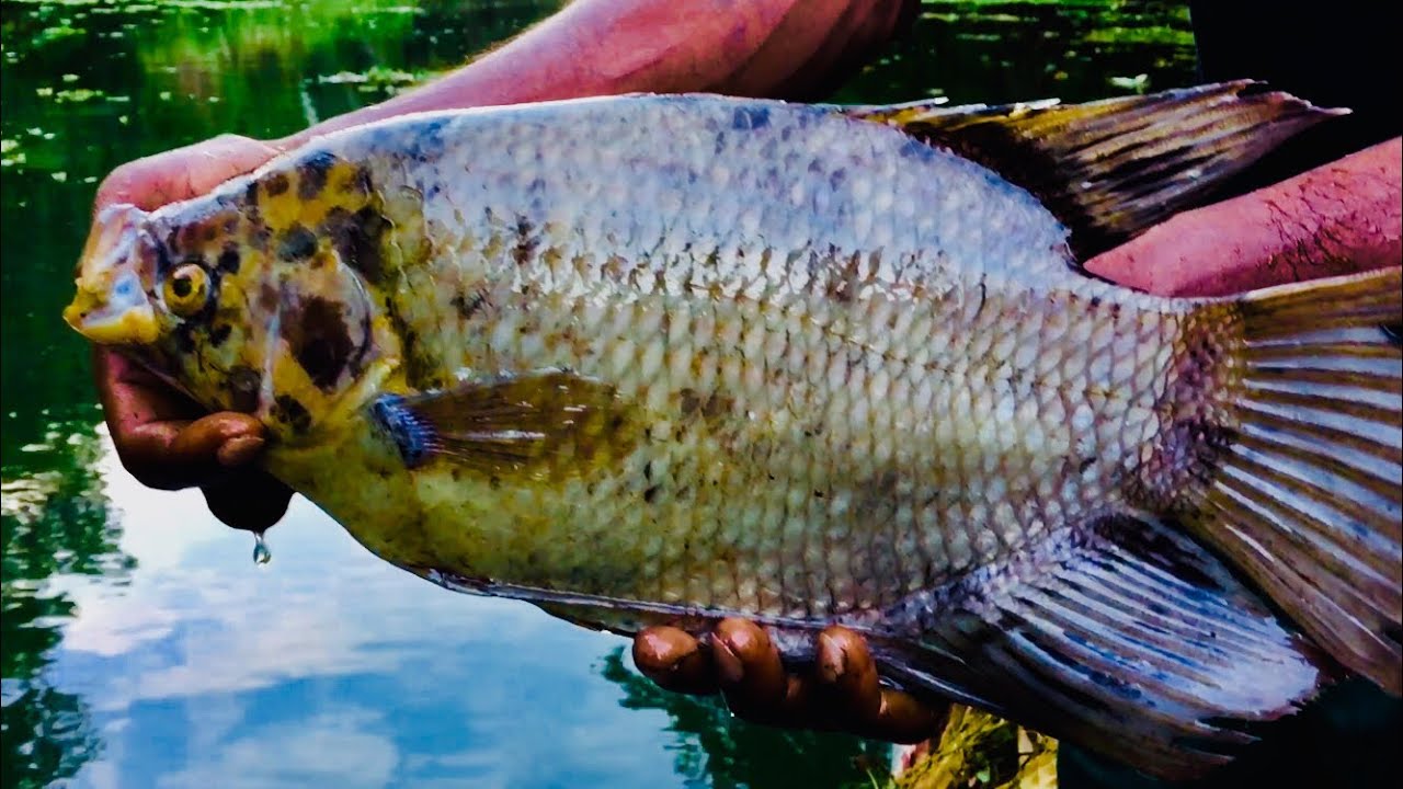 Fishing in manik river big fish theppili - YouTube