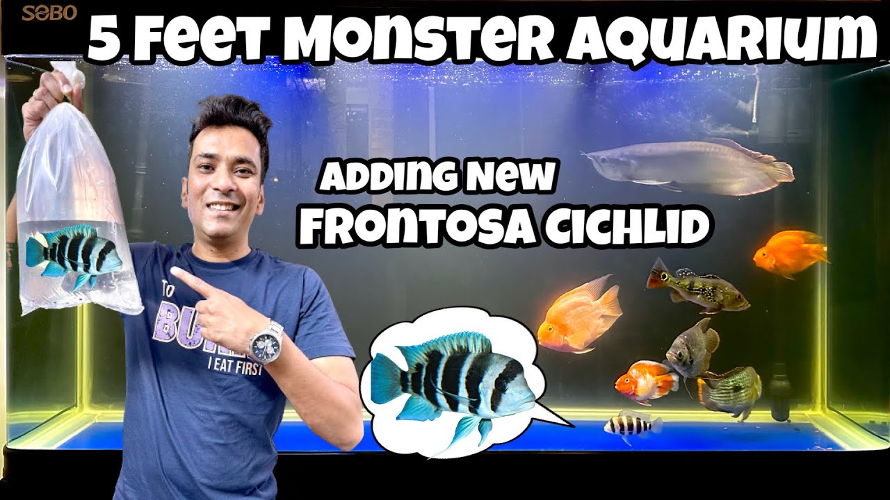 Frontosa Cichlid | Getting new Frontosa Cichlid Fish | New collection ...