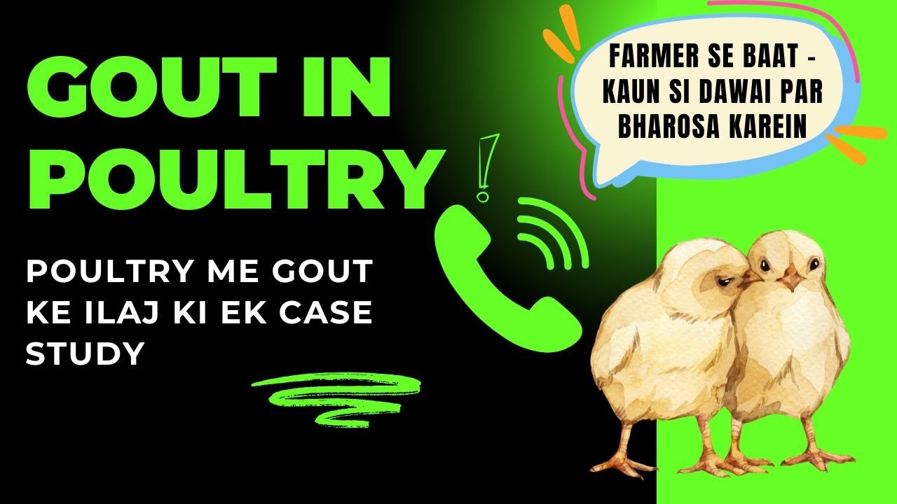 Gout In Poultry - Successful Treatment - YouTube