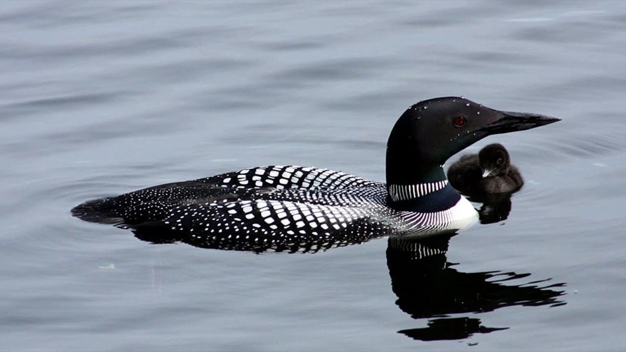 Loon Monitoring - YouTube