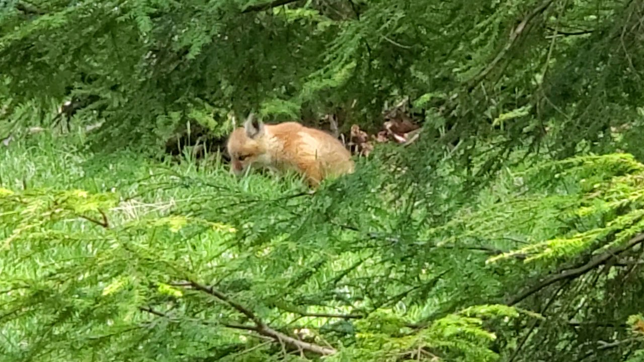 Baby fox hunting - YouTube