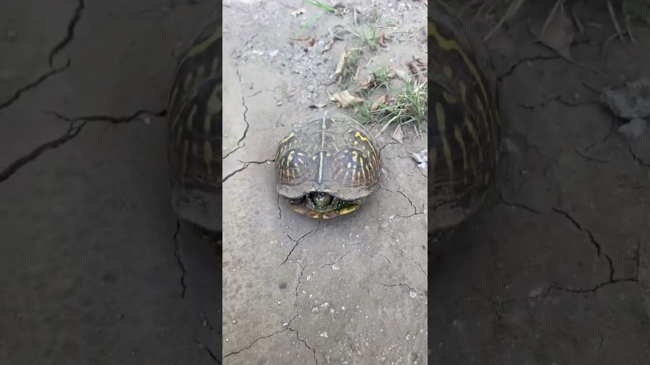 Kansas box turtle - YouTube