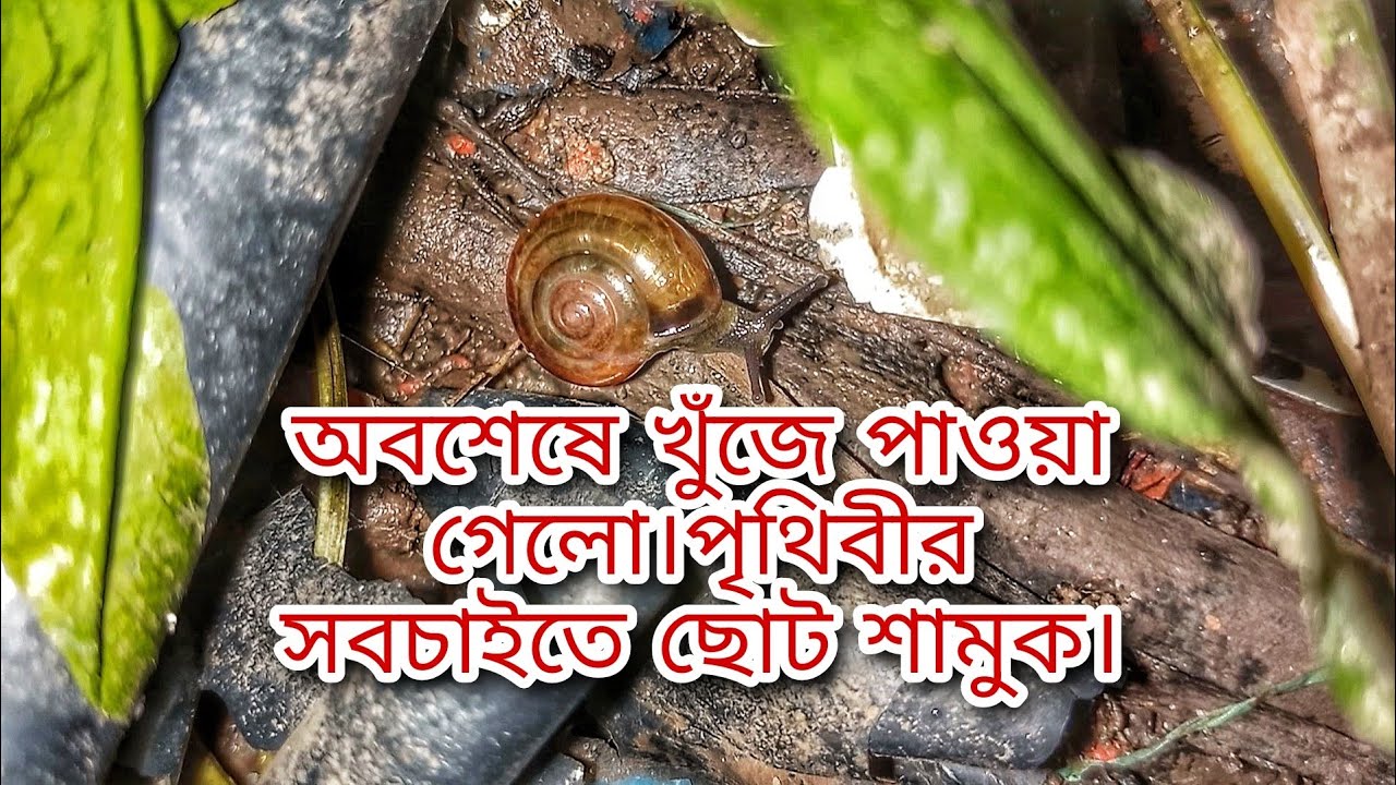 New The world's smallest snail (অবশেষে খুঁজে পাওয়া গেলো পৃথিবীর ...
