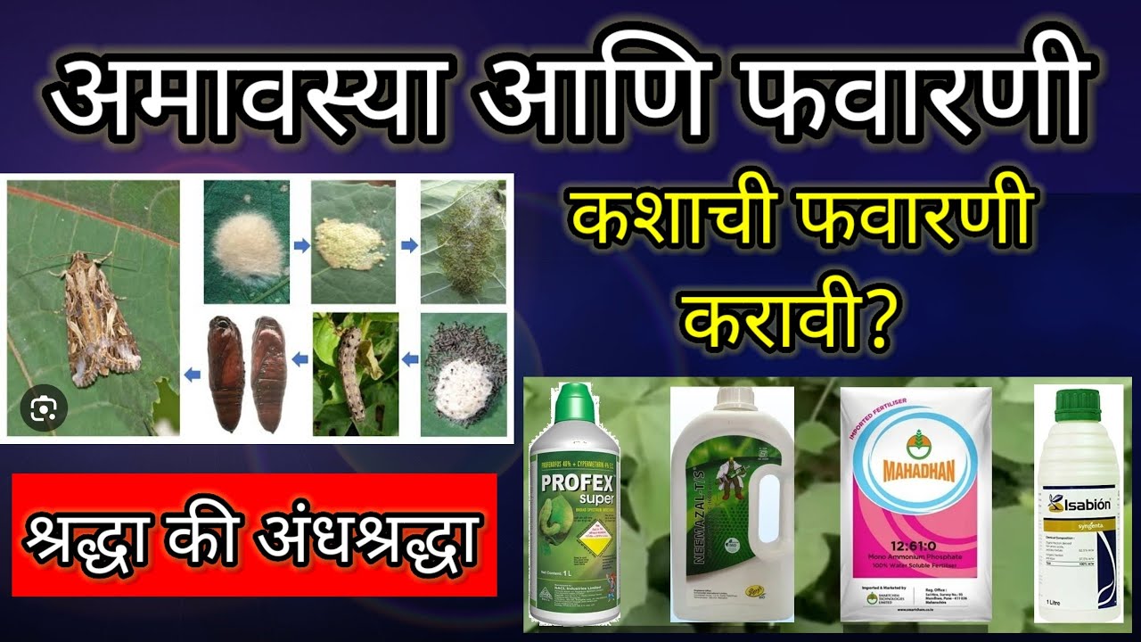 अमावस्या आणि फवारणी | अमावस्या नंतर च्या फवारणीचे महत्त्व | बोंडअळी ...