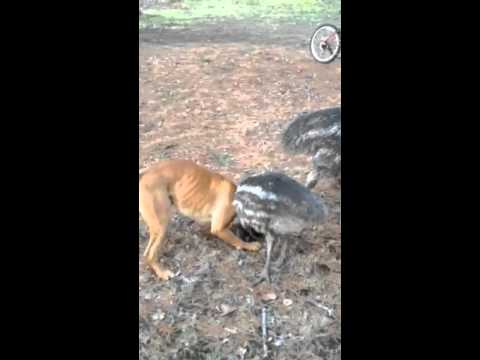 Emu And Dog Invent The BEST Game To Play Together - The Dodo