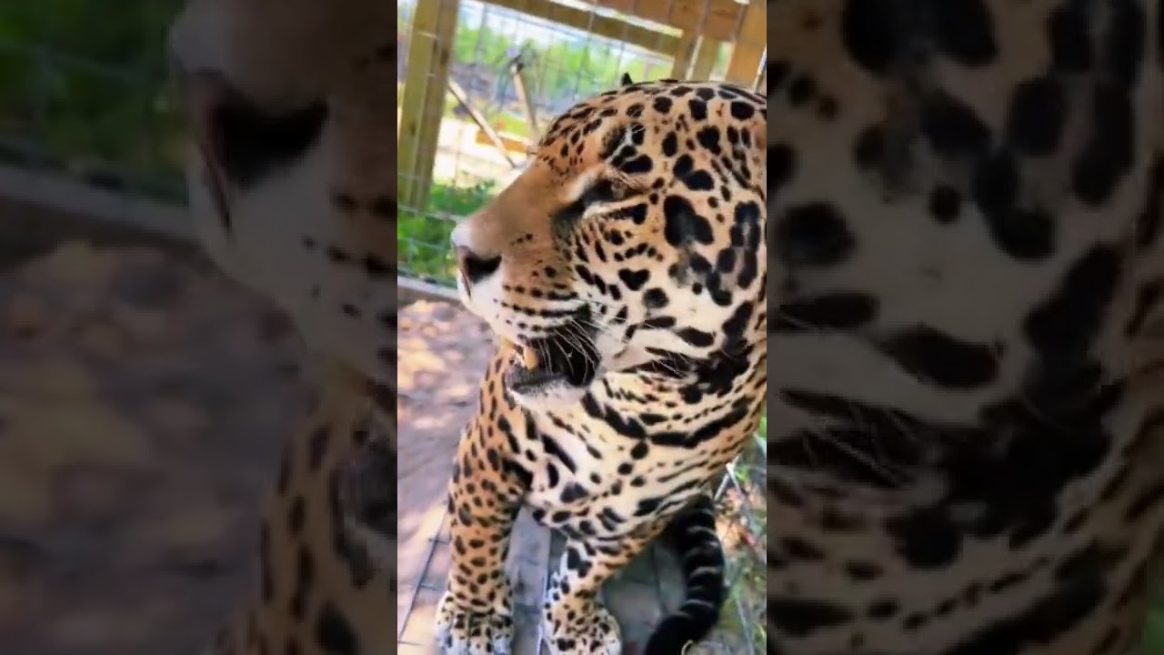 Wild Animal Nose Boops! AMAZING - YouTube