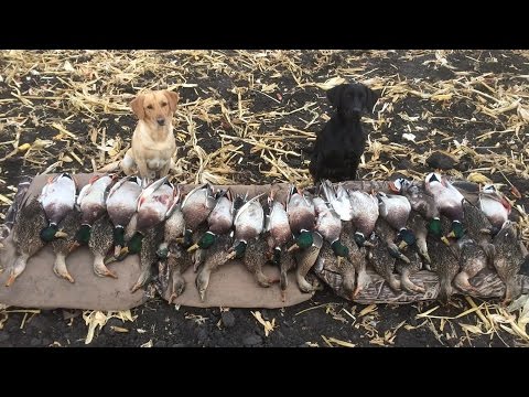 Duck Hunting 2016: Greenheads over Corn - YouTube