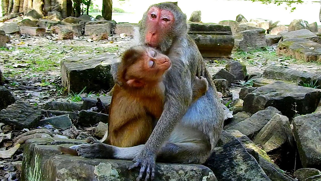 O.M.G! Jane monkey problem mind hug other kid confused her kid unbelievable provide the love ...