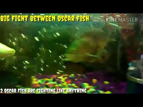 CRAZY OSCAR Fish FIGHT in Aquarium - YouTube