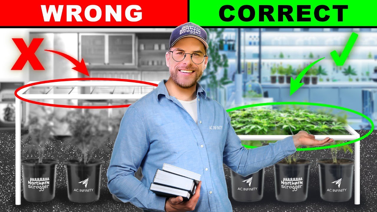 The Best Scrogging Setup for Your Garden?! | Scrog School Episode 8 ...