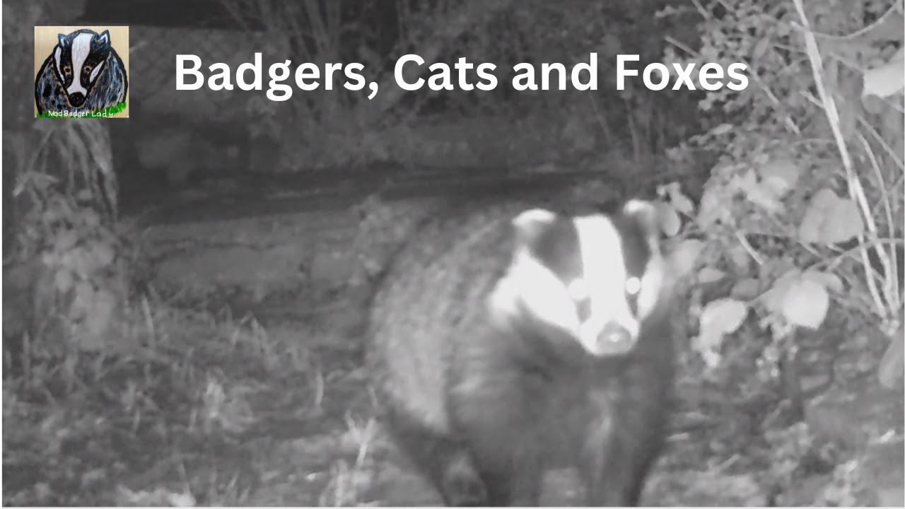 Badgers, Cats and Foxes - YouTube