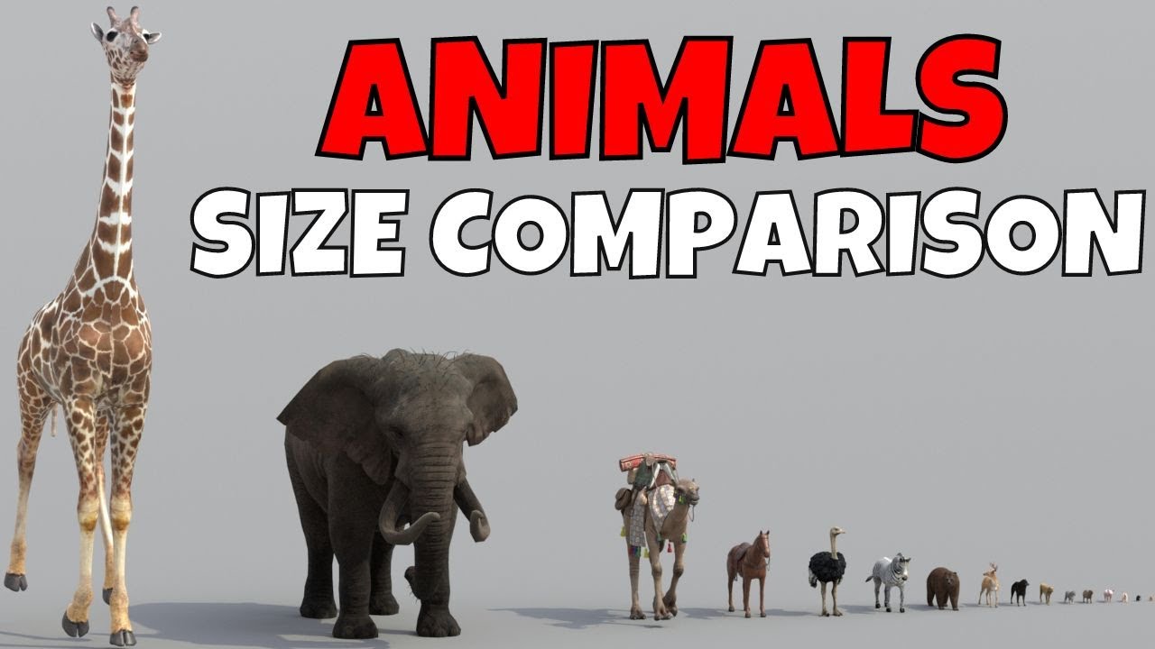 Animals Size Comparison | Blender 3D Animation | Real Scale 3D ...