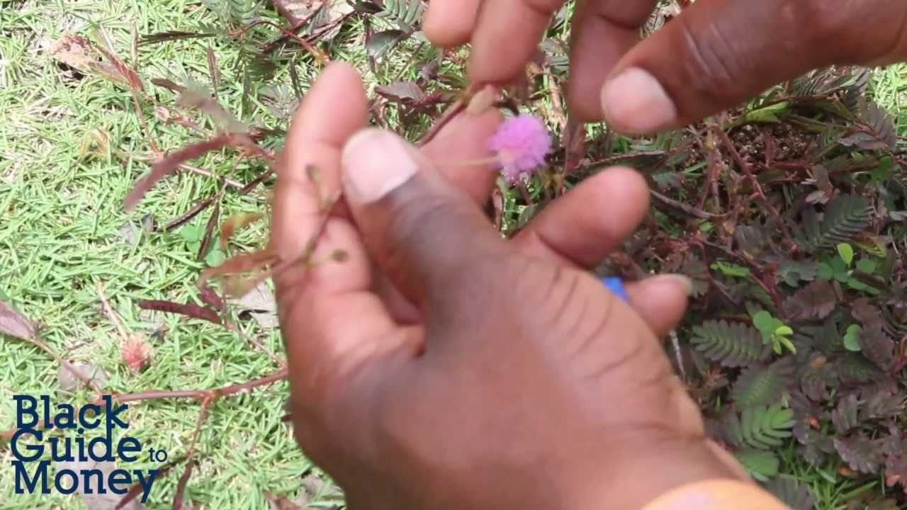 Shame Old Lady Plant (Jamaica) - YouTube