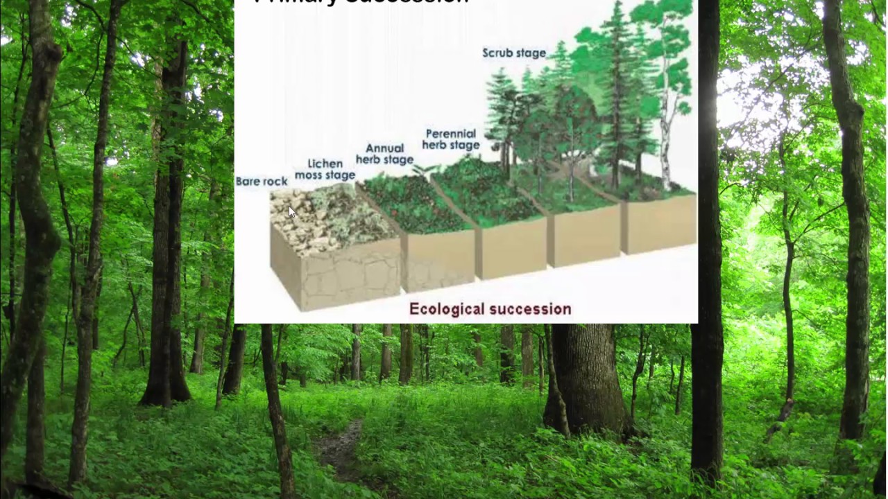 11.B Ecological Succession II Oak Hickory Forest - YouTube