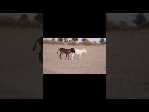 Two donkeys are happy ln my village (Bhave jo Tar MP4 donkey animals ...