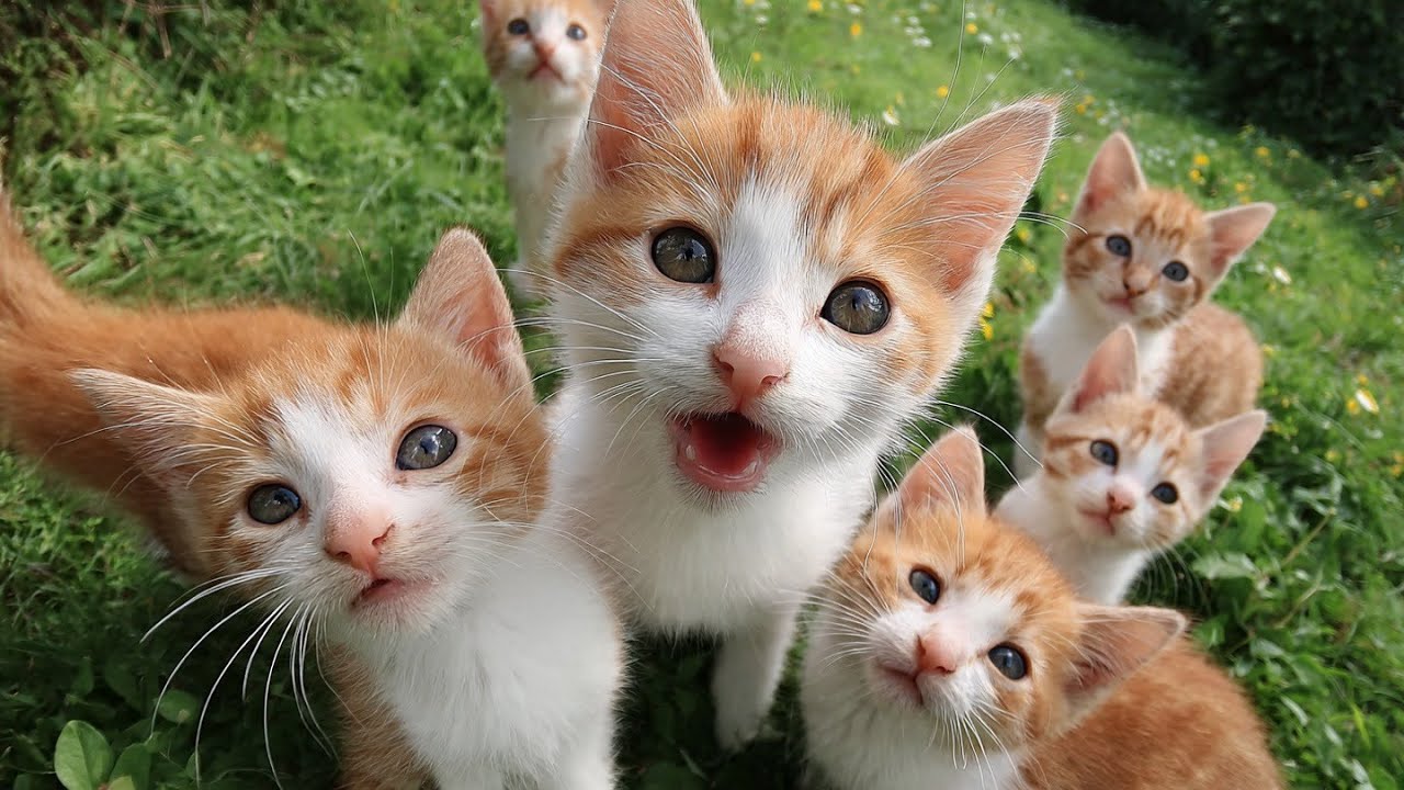 These Kittens Are Professional Paw Boxers 🥊🐱 | | Kitten vs. Mom’s Paw ...