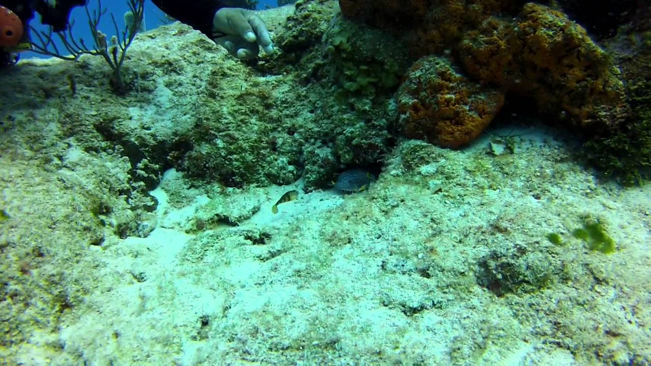 Splendid Toadfish lured into the open on Paradise Reef - YouTube